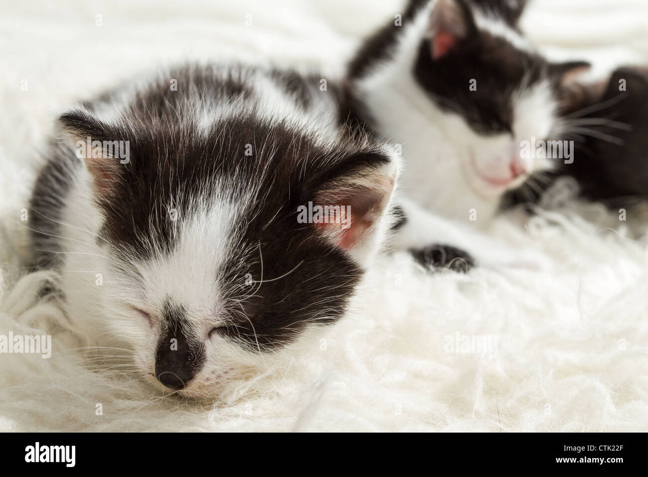 Closeup sleeping small kittens Stock Photo - Alamy