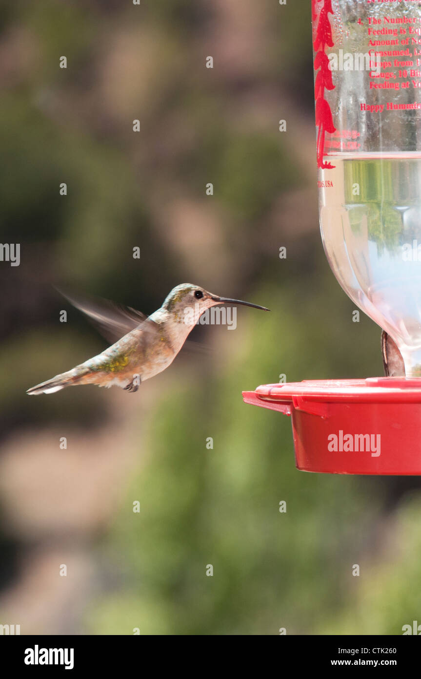 Hummingbird feeding hi-res stock photography and images - Alamy