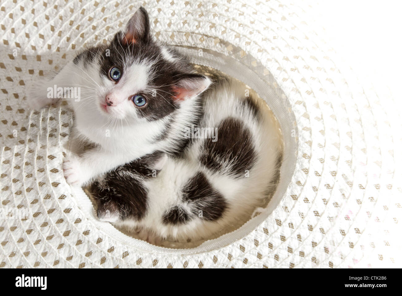 Kitten looking up at camera Stock Photo - Alamy