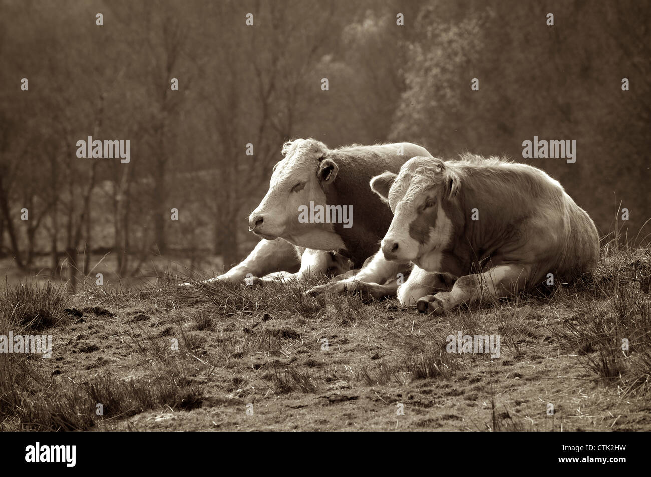 Sleeping cow hi-res stock photography and images - Alamy