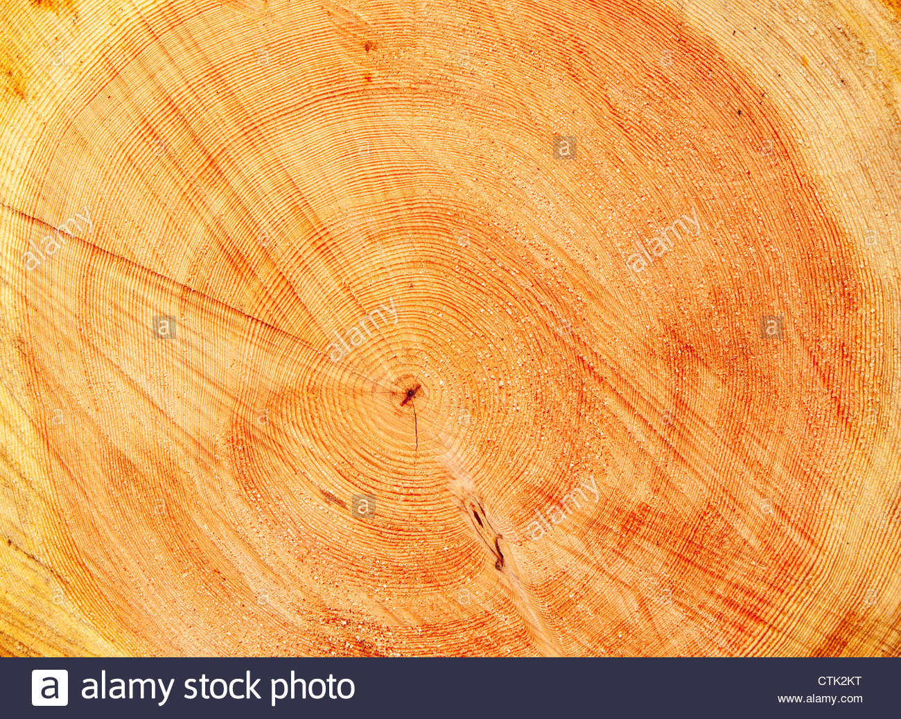 End Of A Log High Resolution Stock Photography and Images - Alamy