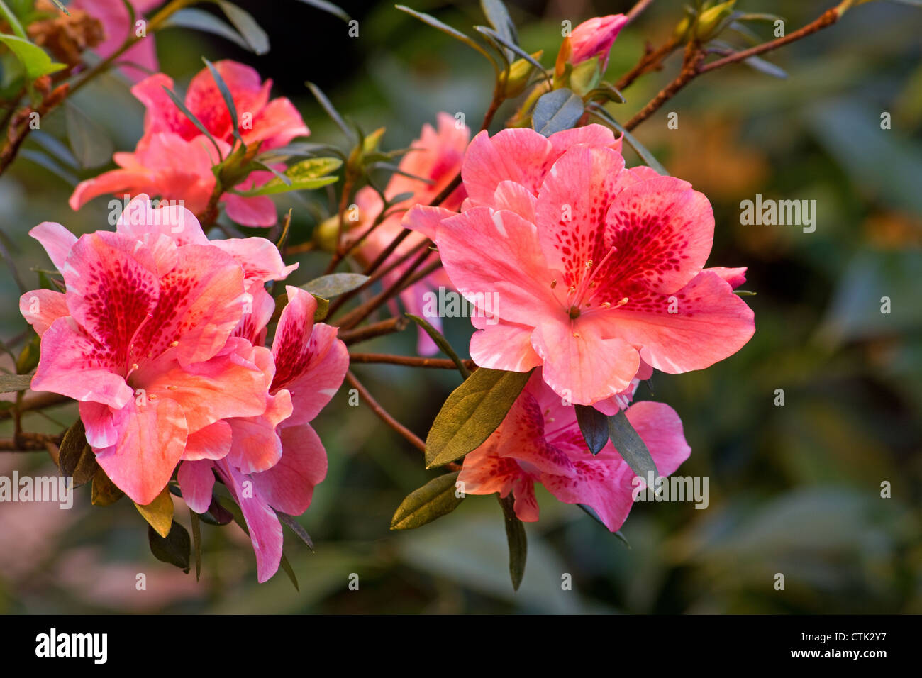Azalea plant in bloom Stock Photo - Alamy