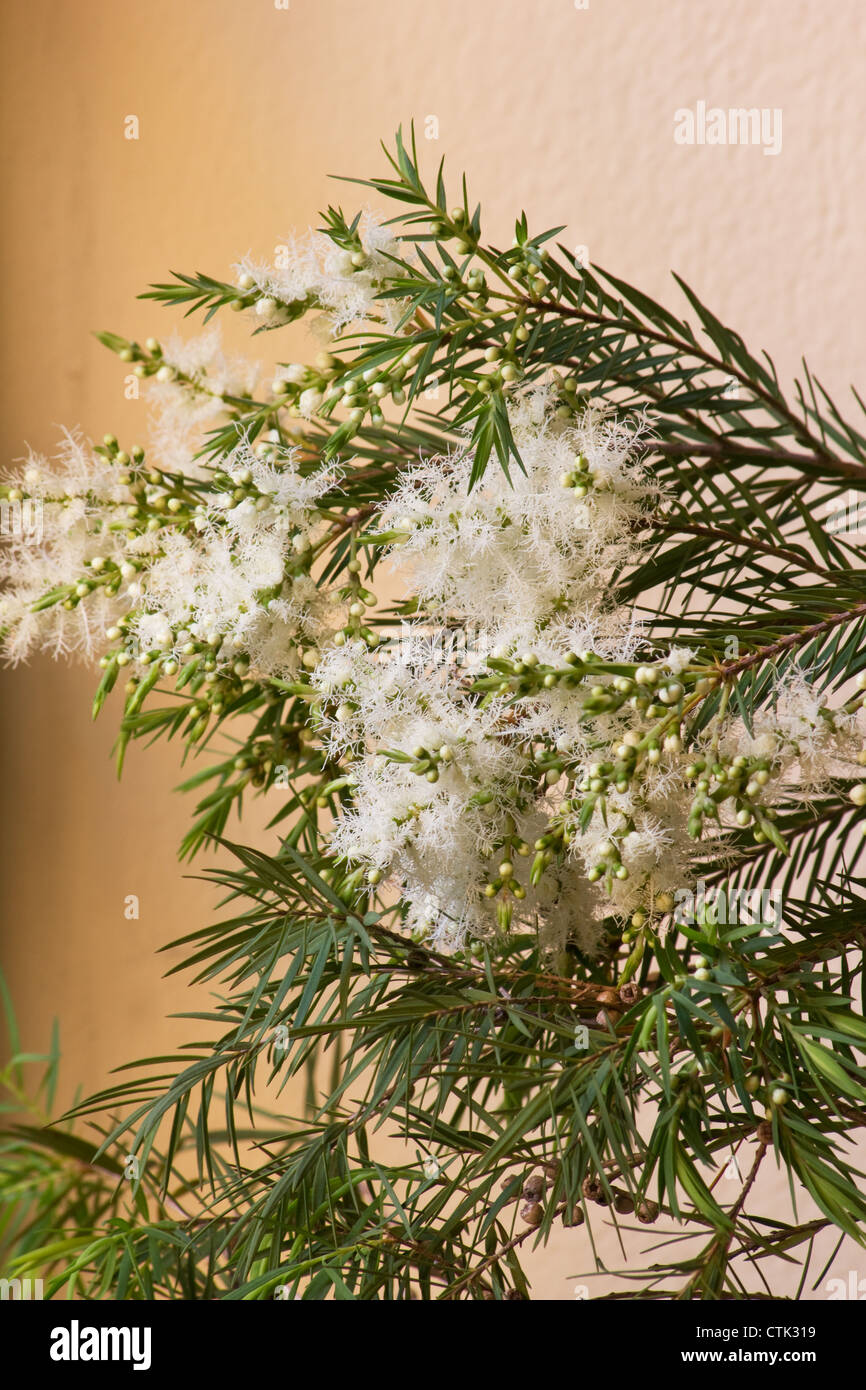 Melaleuca alternifolia flower branch hi-res stock photography and ...
