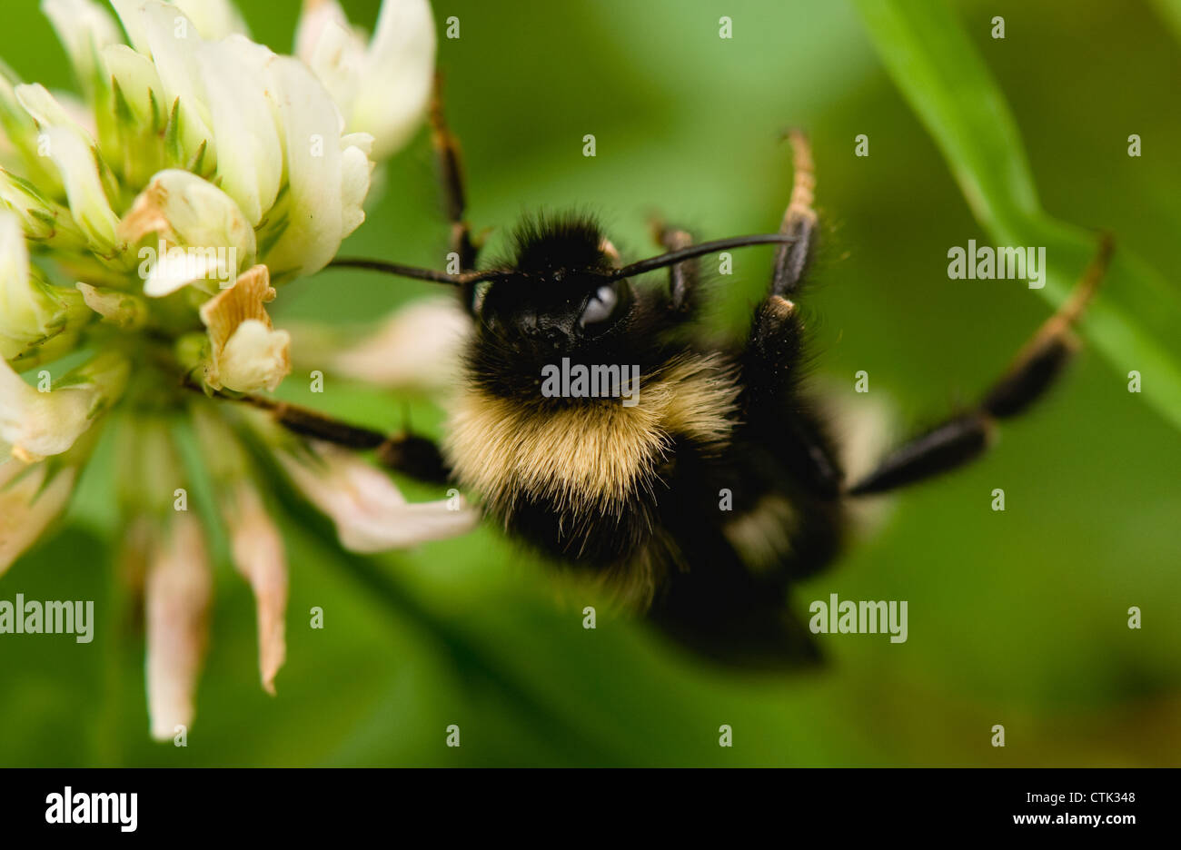 Bumblebee eyes hi-res stock photography and images - Alamy