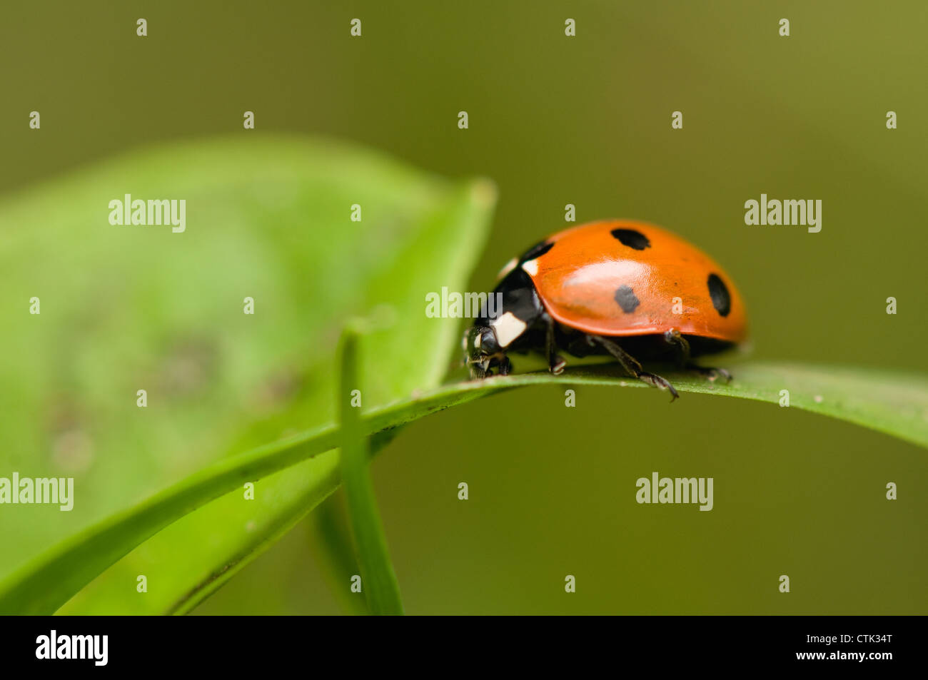 Ladybug flying hi-res stock photography and images - Alamy