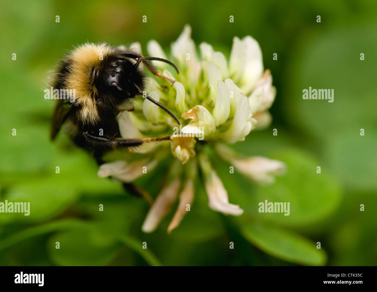 Bumblebee eyes hi-res stock photography and images - Alamy