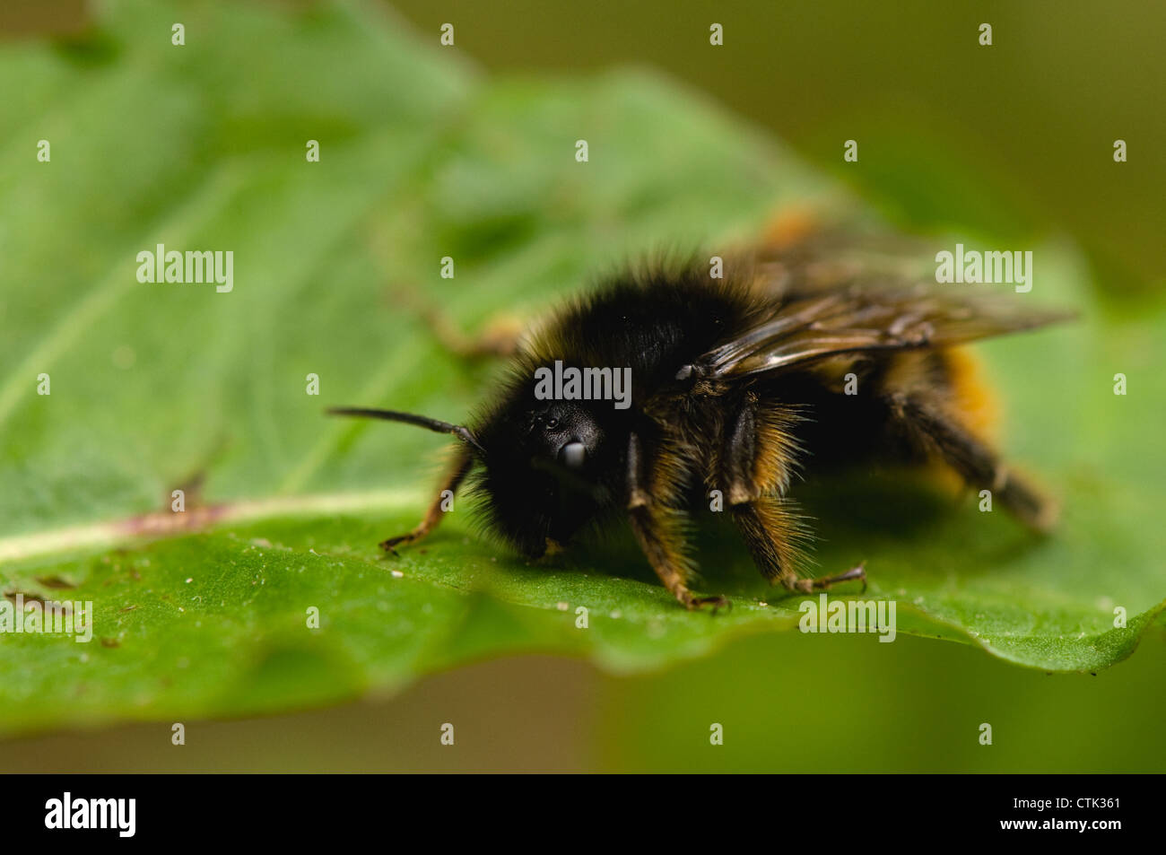 Bumblebee eyes hi-res stock photography and images - Alamy