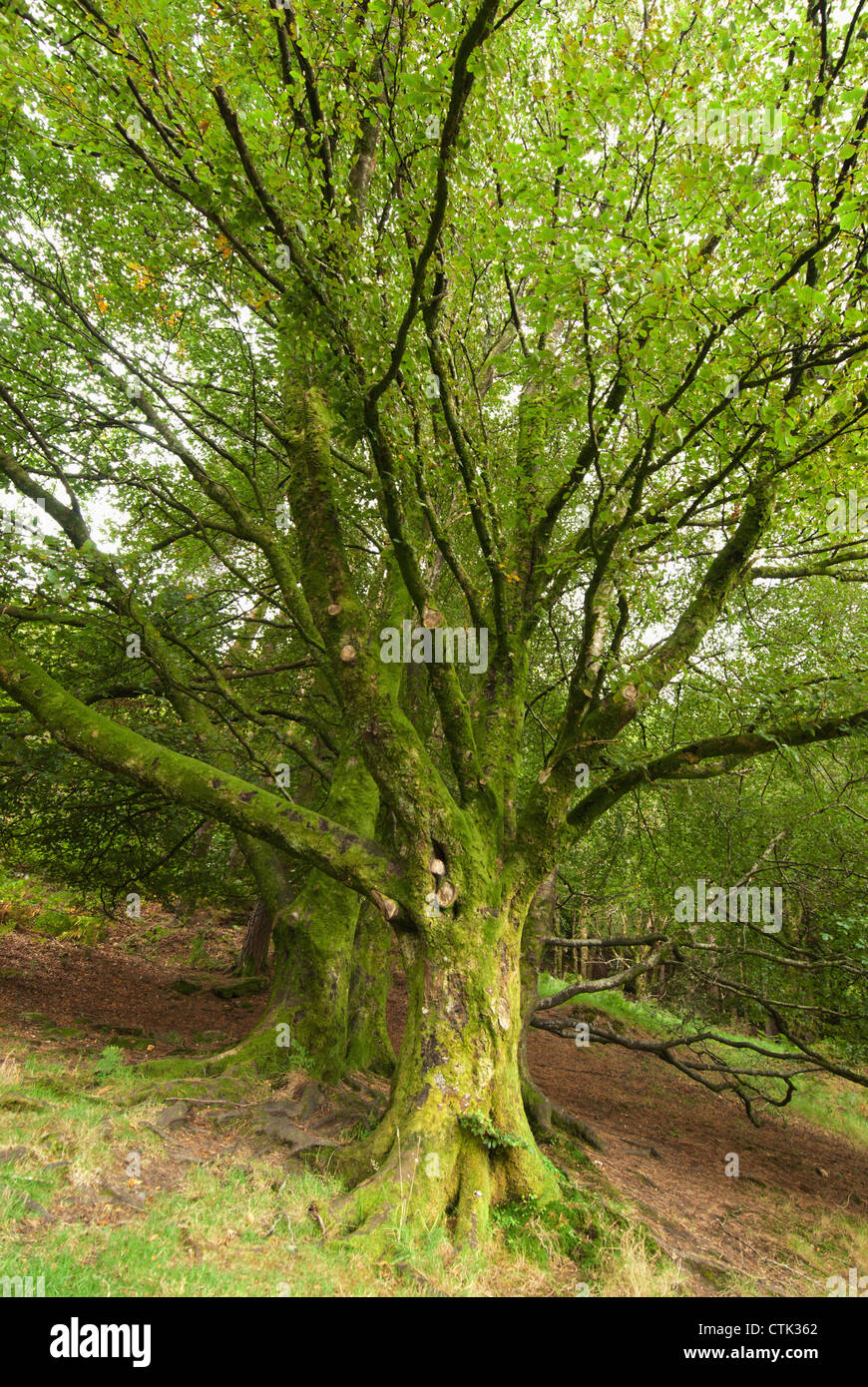 A Moss Covered Tree; Ireland Stock Photo - Alamy