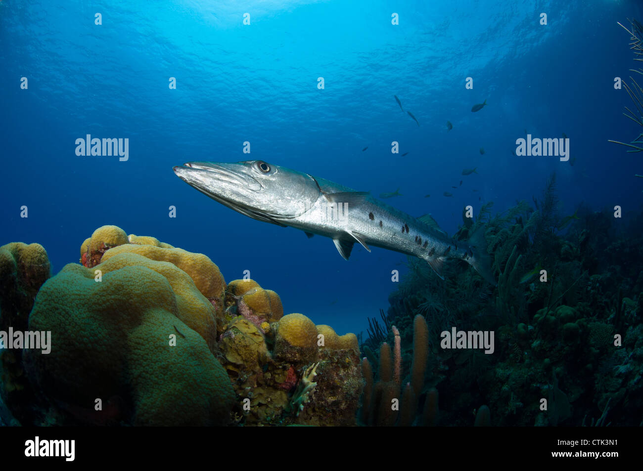 Great Barracuda. Belize Stock Photo - Alamy