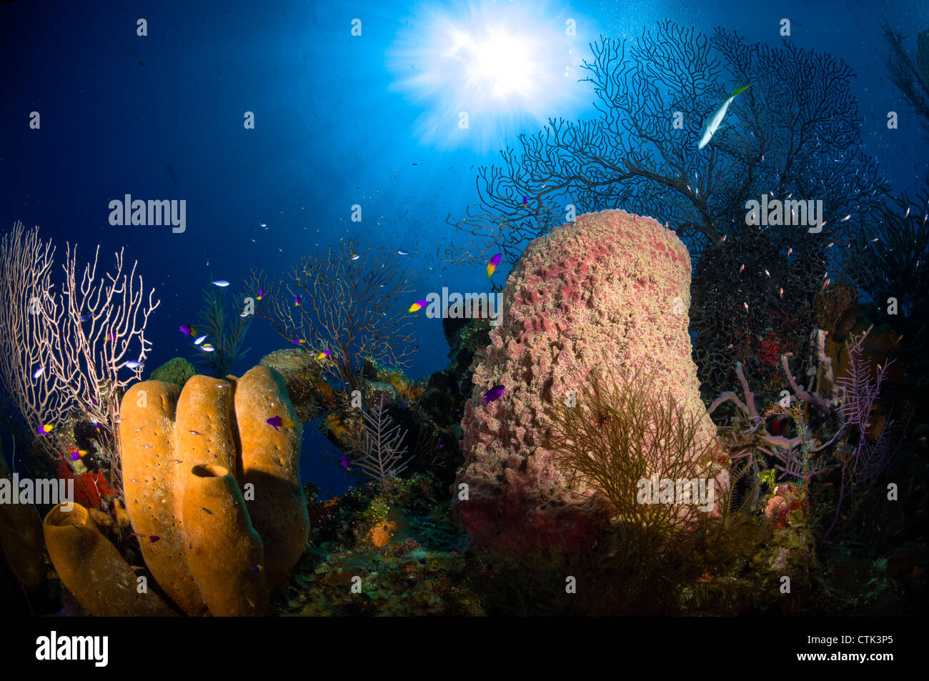Coral and Sponge Reef. Belize Stock Photo - Alamy