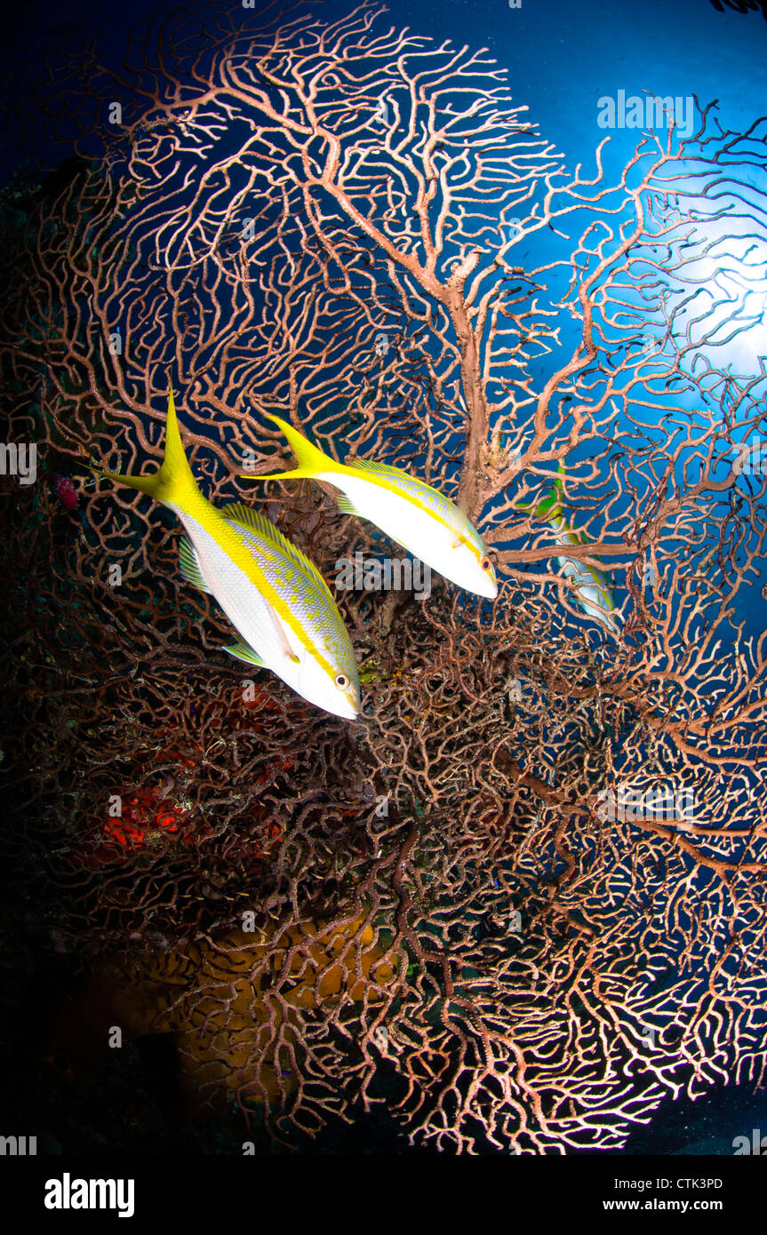 Yellowtail snappers hi-res stock photography and images - Alamy