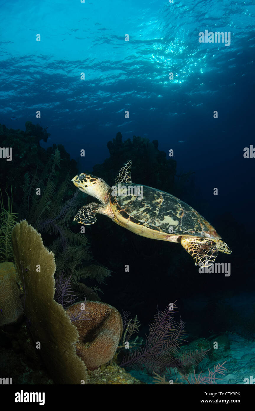 Hawksbill Sea turtle swimming over Belize reef. Belize Stock Photo - Alamy