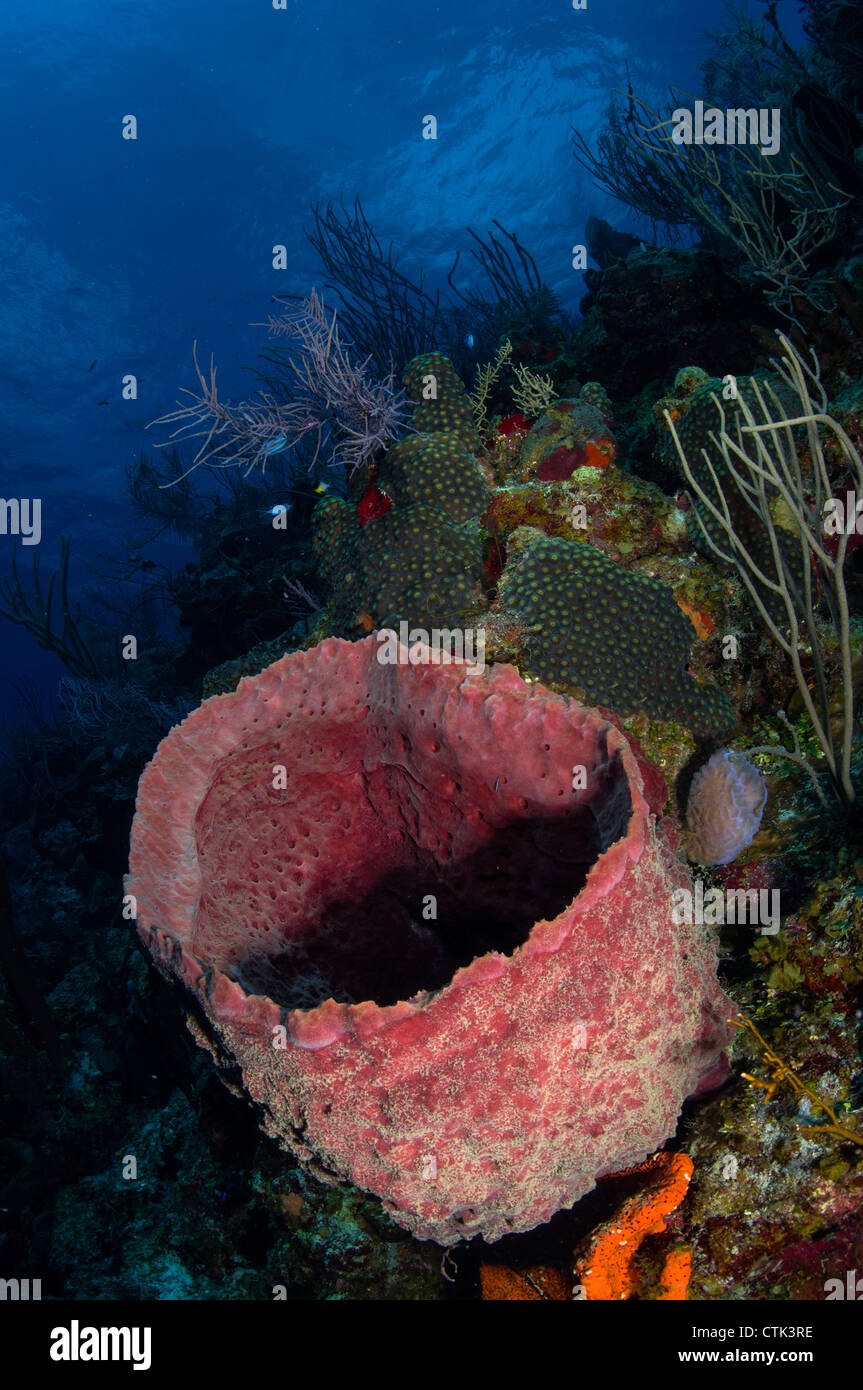 Barrel sponge. Belize Stock Photo - Alamy