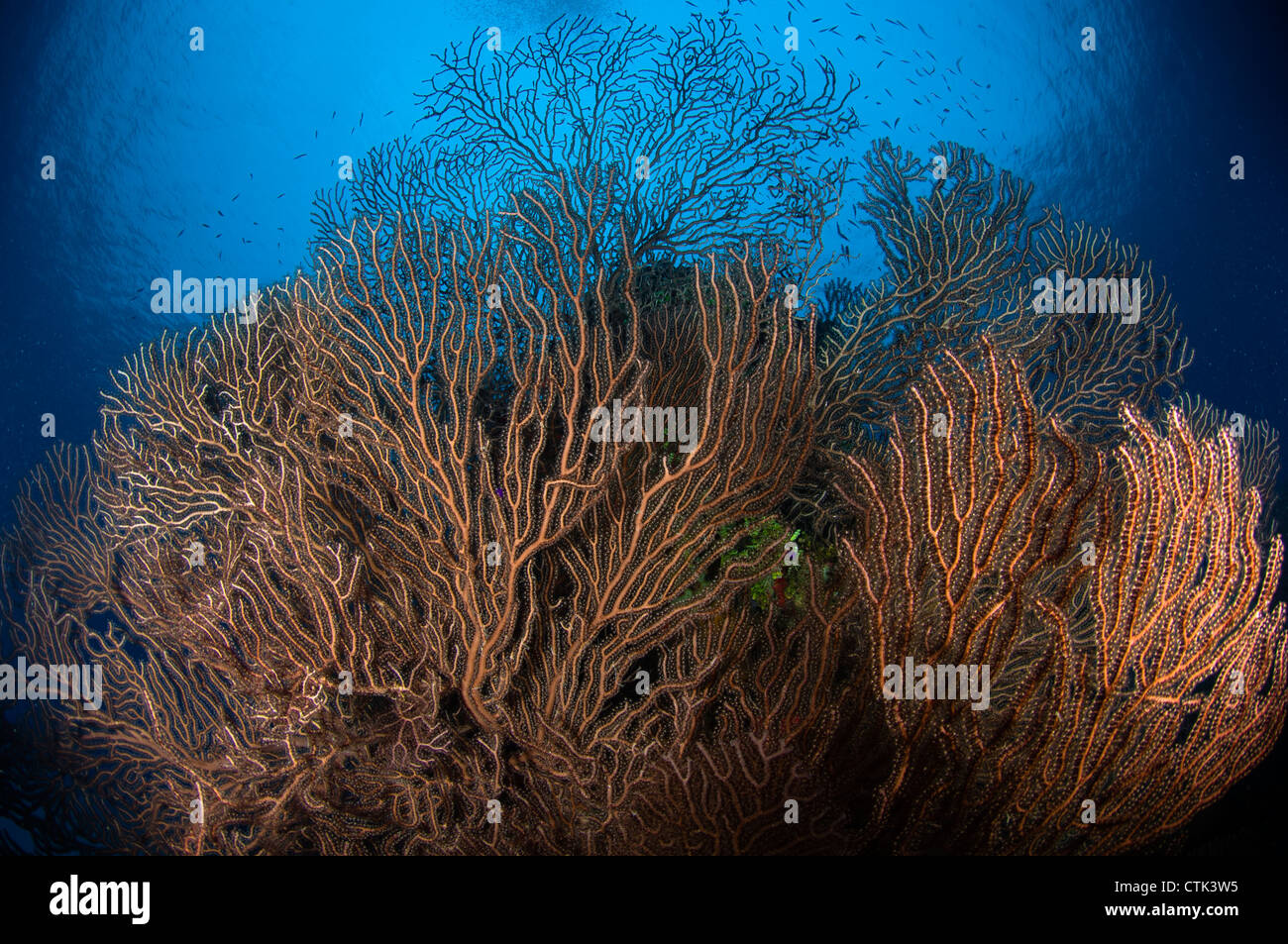 Sea fan. Belize Stock Photo - Alamy