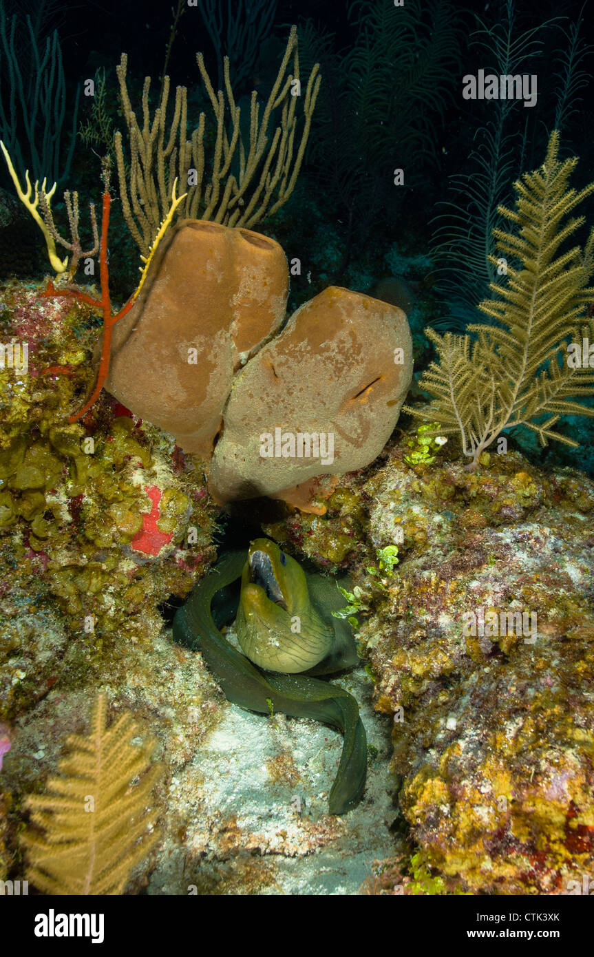 Moray eel belize hi-res stock photography and images - Alamy