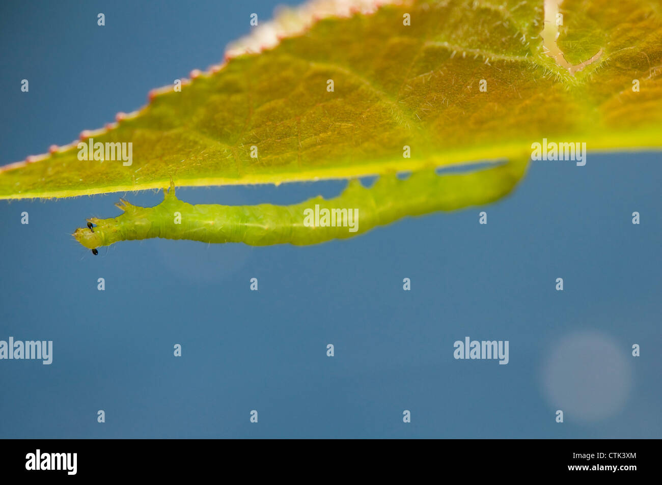 Geometridae larva hi-res stock photography and images - Alamy