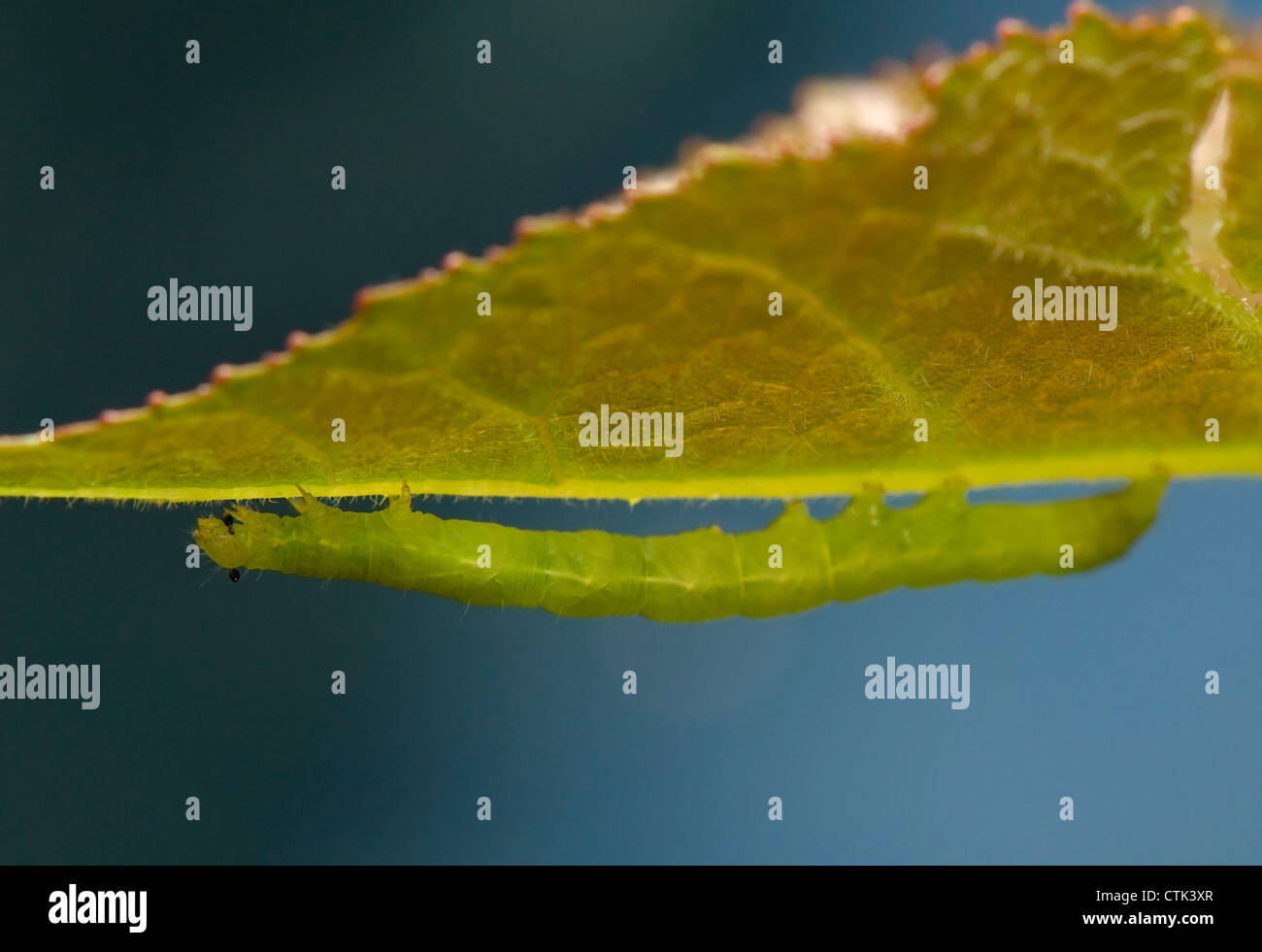 Geometridae animal hi-res stock photography and images - Alamy