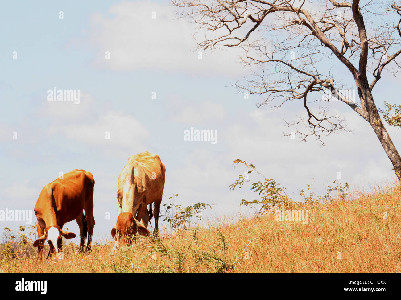 Cows Grazing on Hillside in San Juan Del Sur, Nicaragua Stock Photo - Alamy