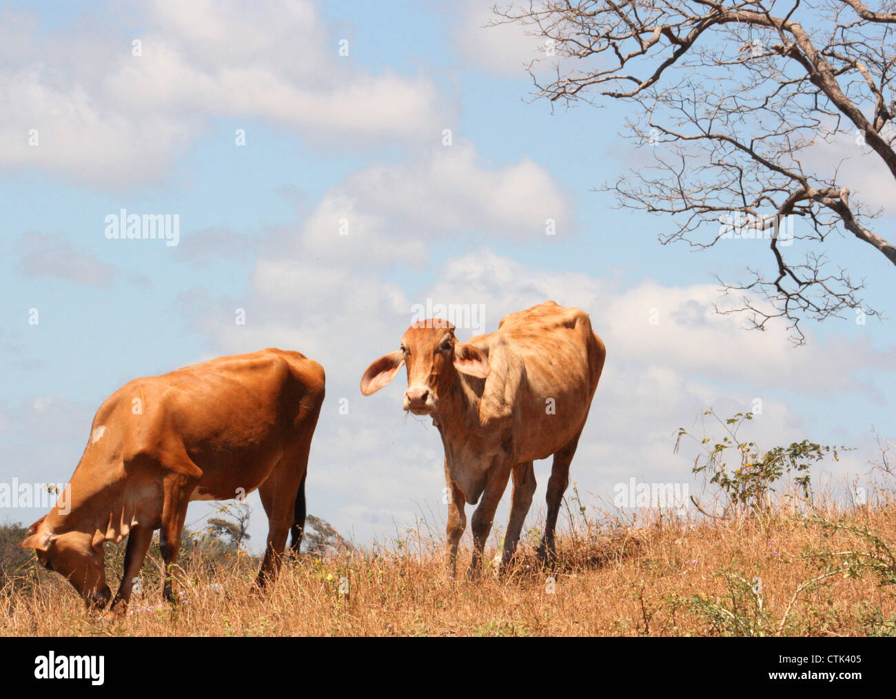 Prairie grazing fence hillside hi-res stock photography and images - Alamy