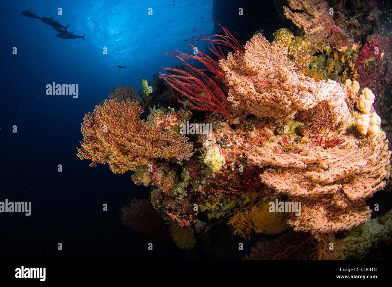Australia coral reefs hi-res stock photography and images - Alamy