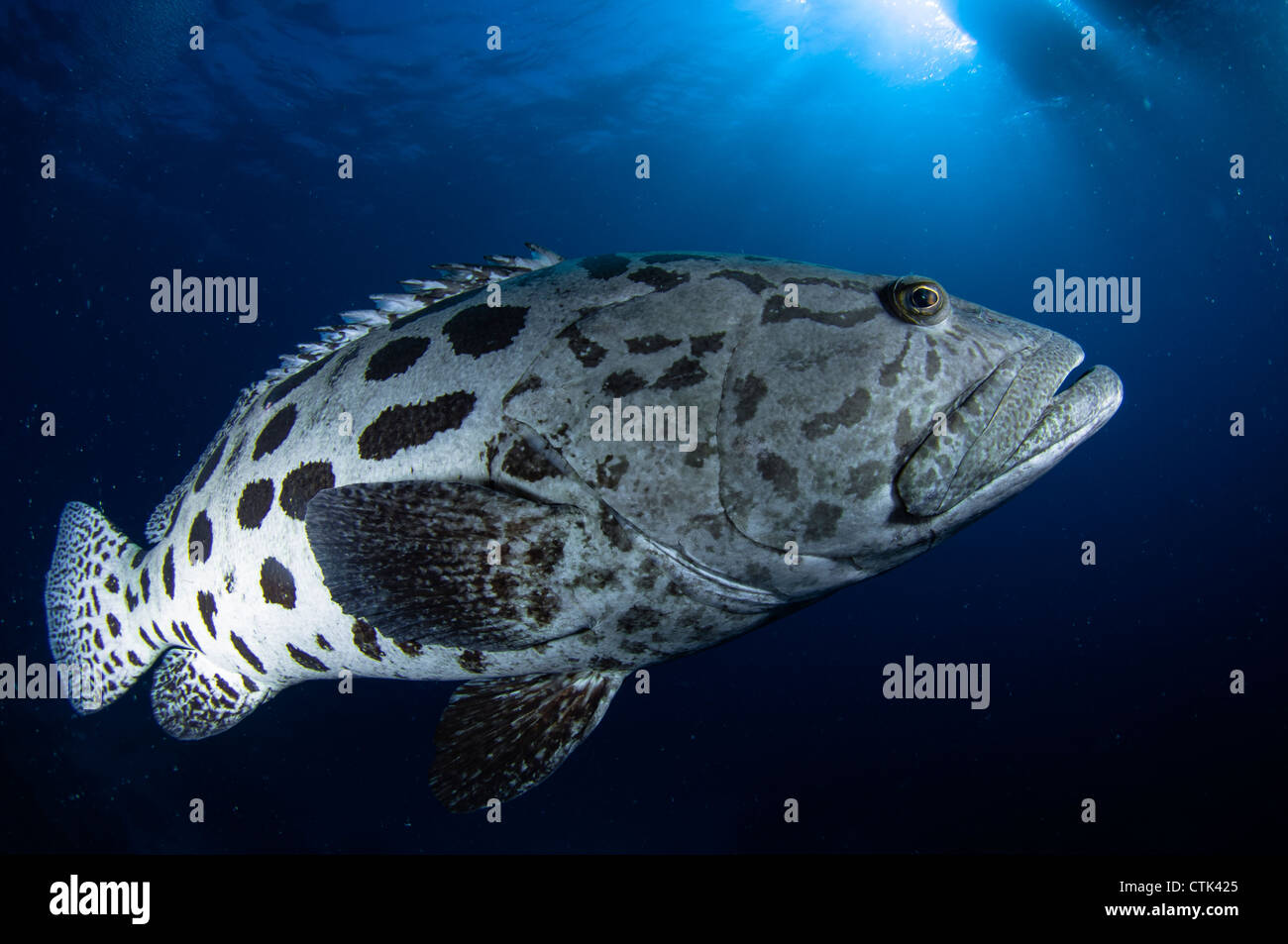 Grouper hi-res stock photography and images - Alamy