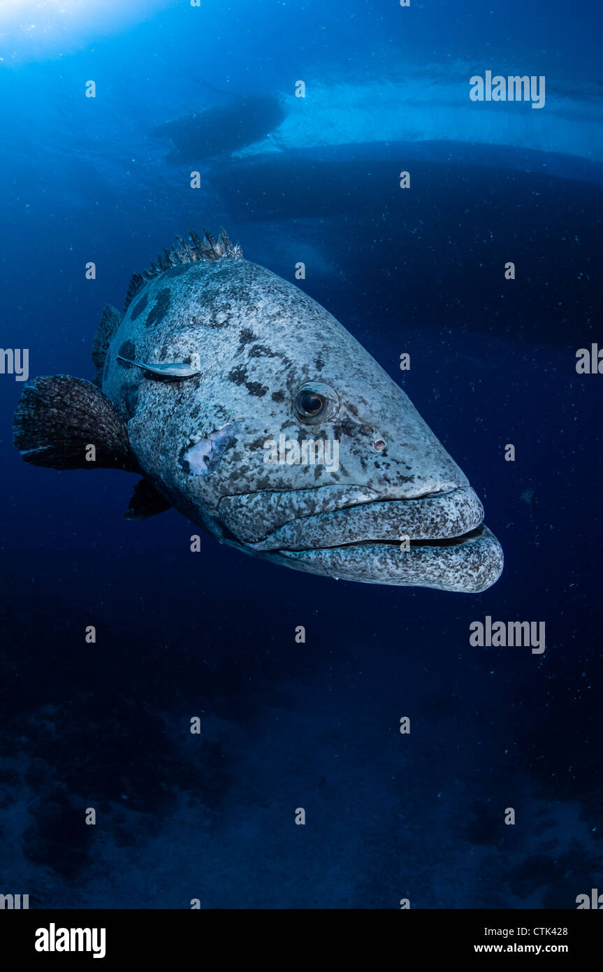 Grouper hi-res stock photography and images - Alamy
