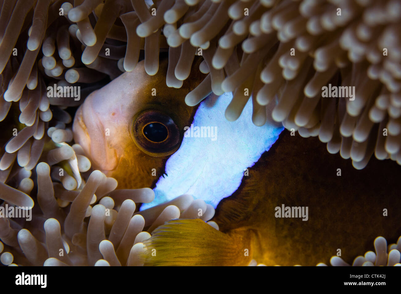 Anemonefish hi-res stock photography and images - Alamy