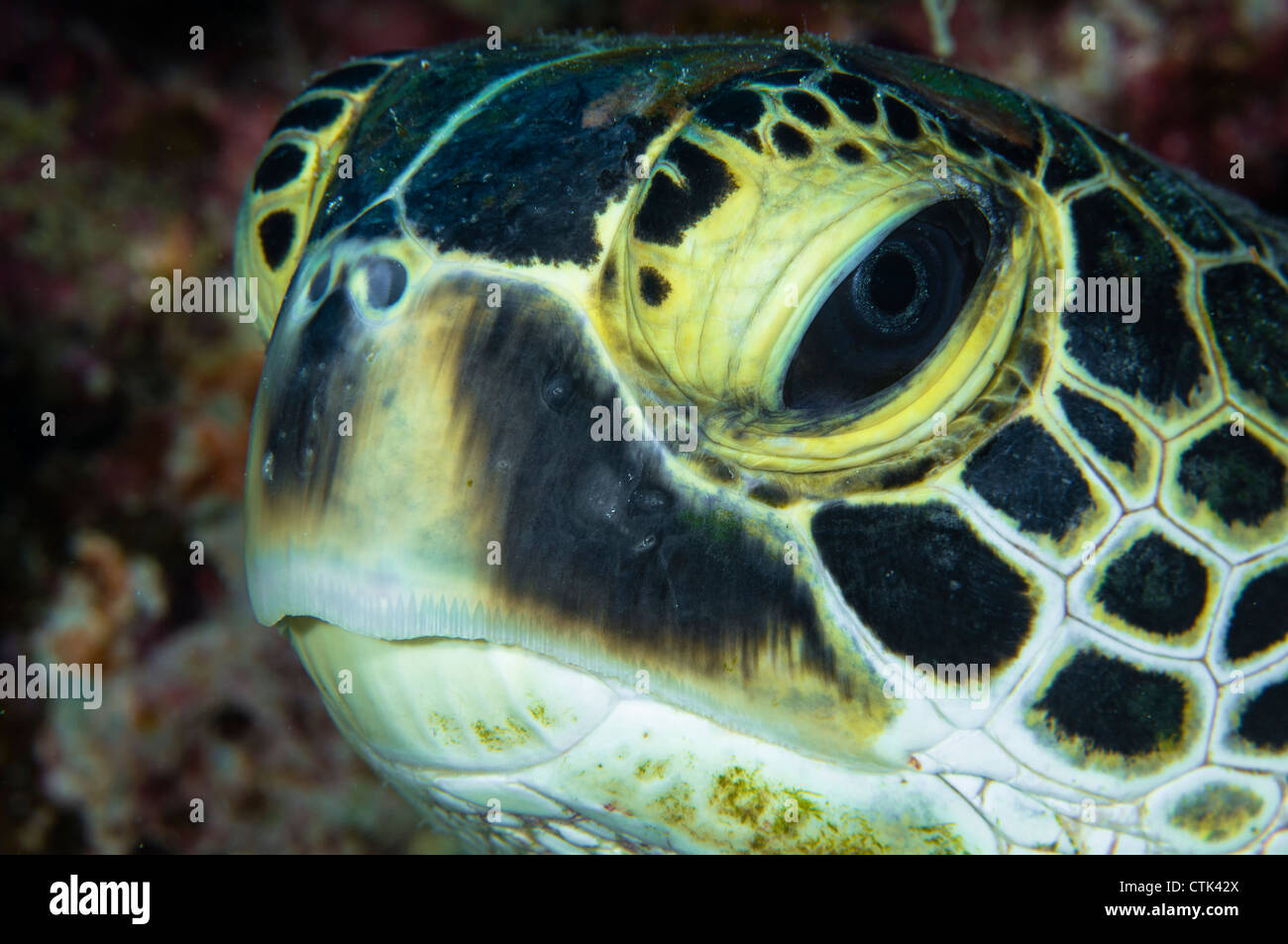 Turtle Portrait. Australia Stock Photo - Alamy