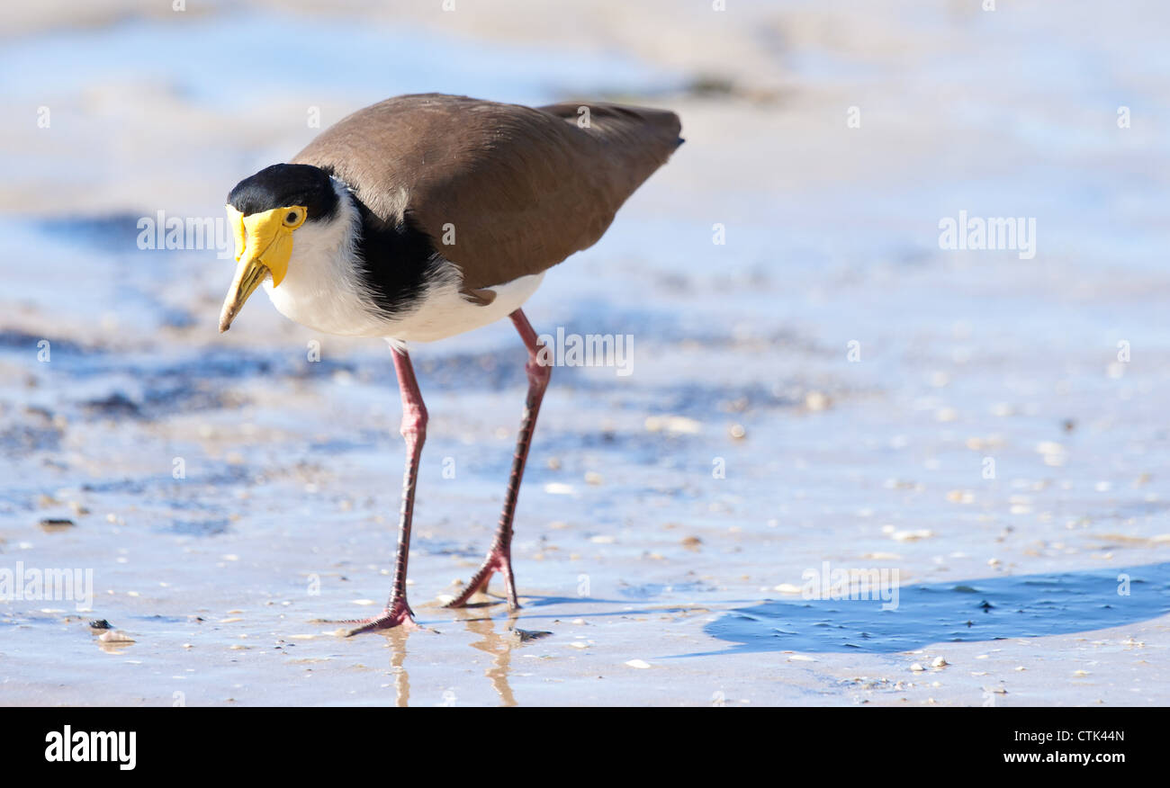great image of a masked lapwing bird on the beach Stock Photo - Alamy
