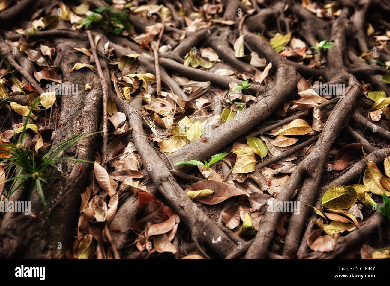 Dark roots hi-res stock photography and images - Alamy