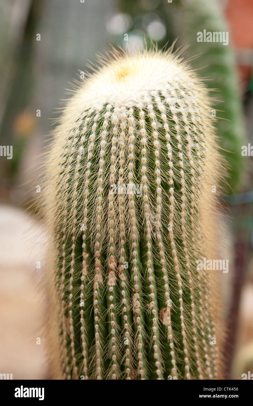 great image of some prickly cacti cactus plants Stock Photo - Alamy