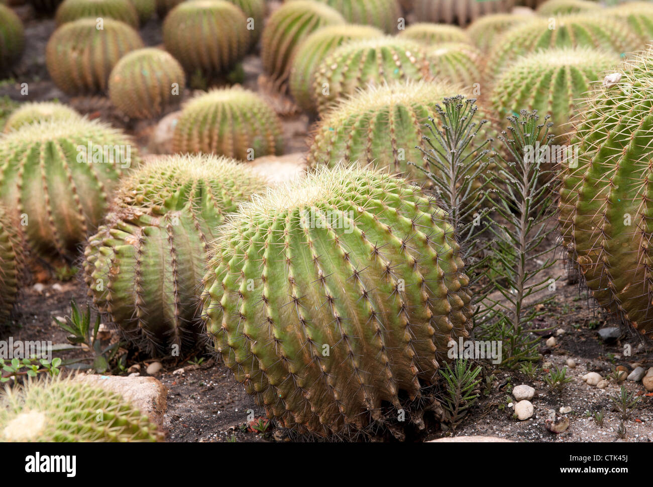 great image of some prickly cacti cactus plants Stock Photo - Alamy