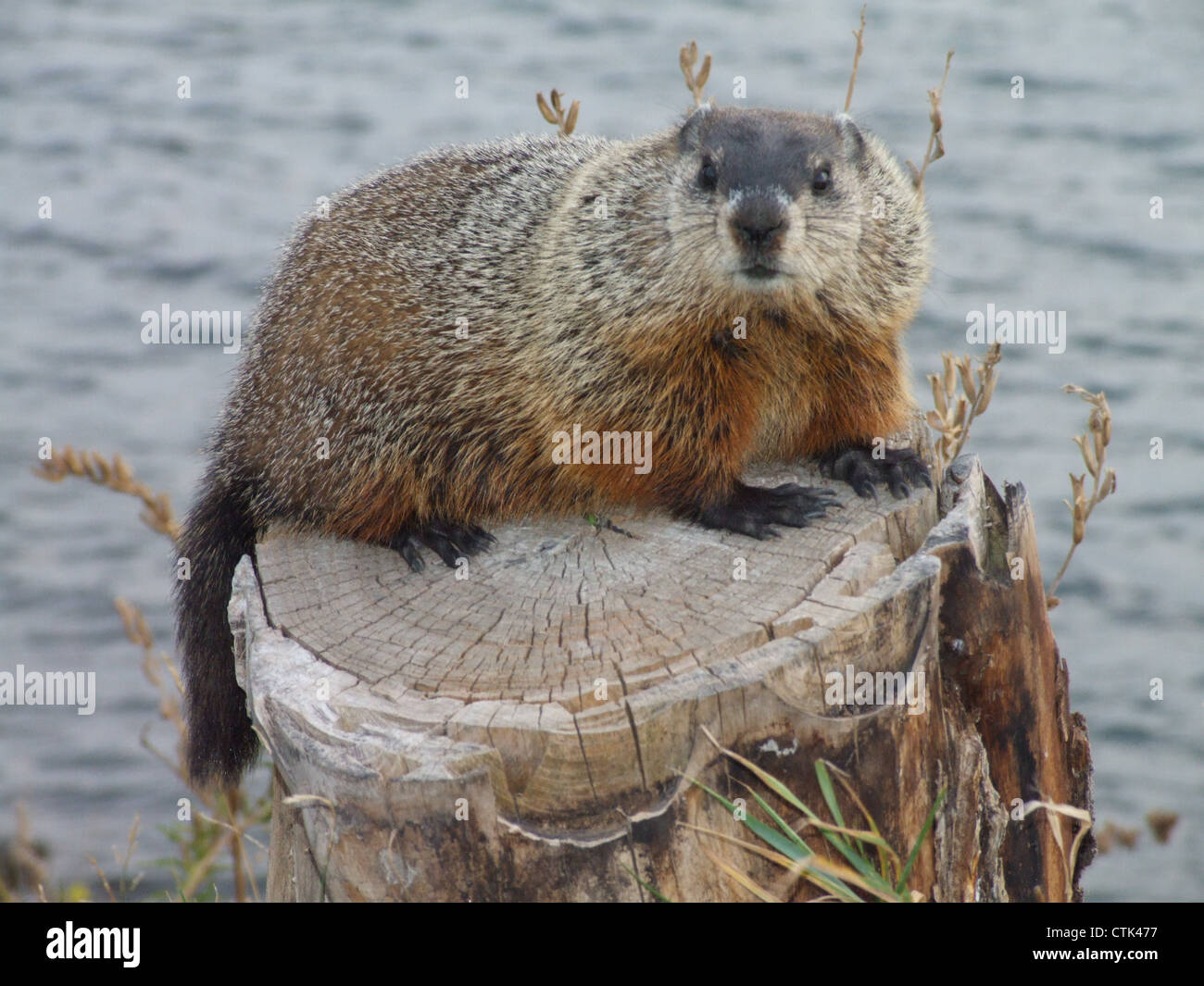 Groundhog hi-res stock photography and images - Alamy