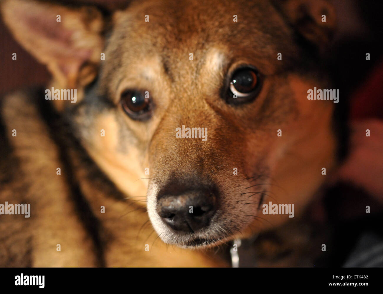 Cute Brown Dog Face Stock Photo - Alamy