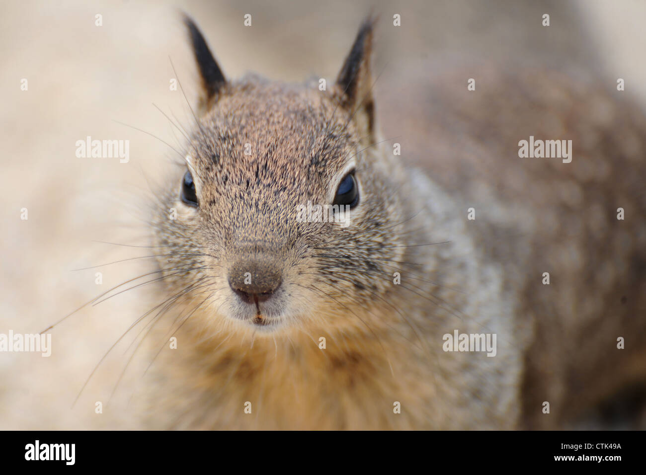 Squirrel face hi-res stock photography and images - Alamy