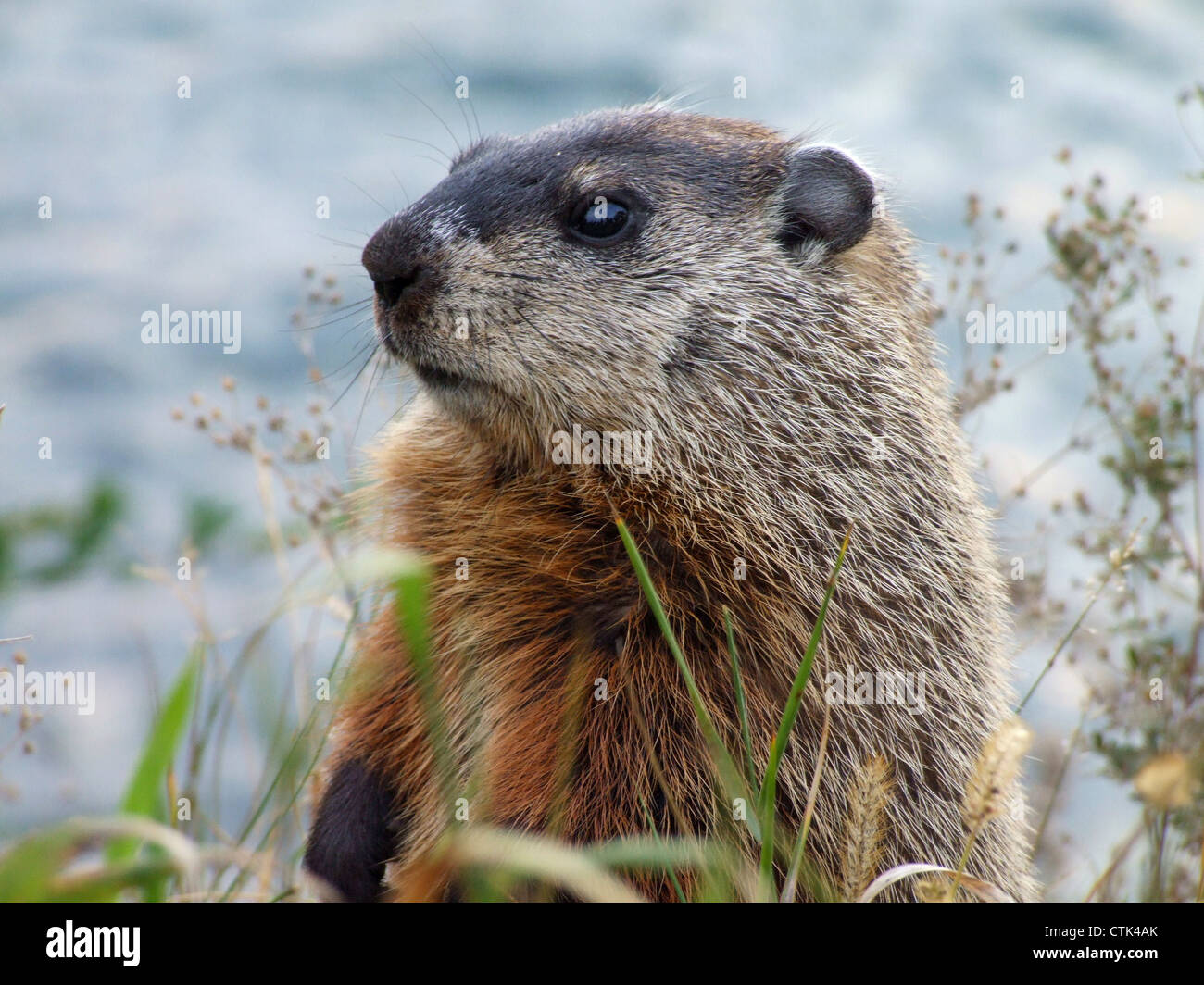Groundhog hi-res stock photography and images - Alamy