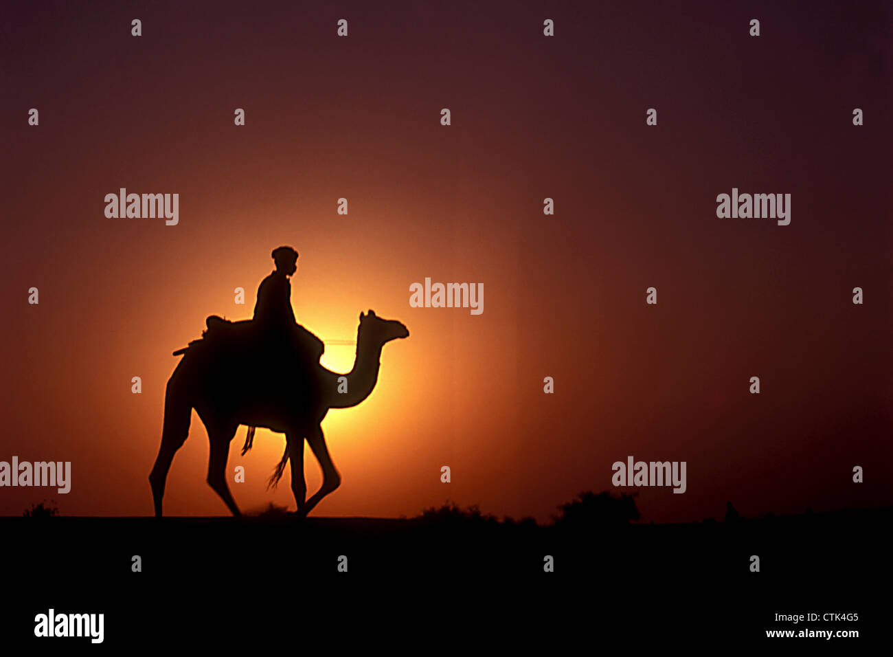 A camel rider captured against the halo of setting sun Stock Photo - Alamy