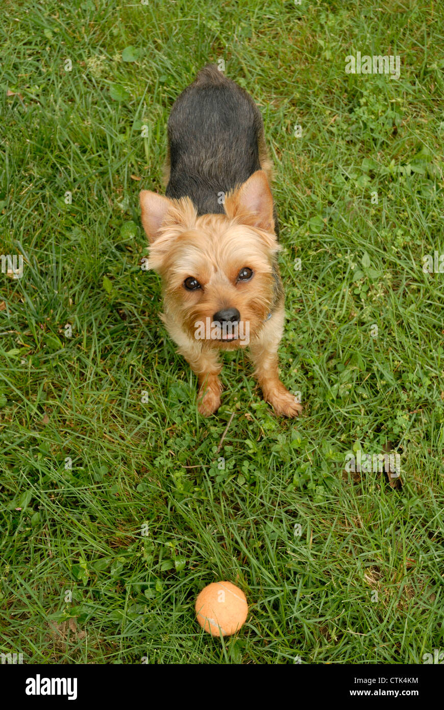 Dog wants to play with ball hi-res stock photography and images - Alamy