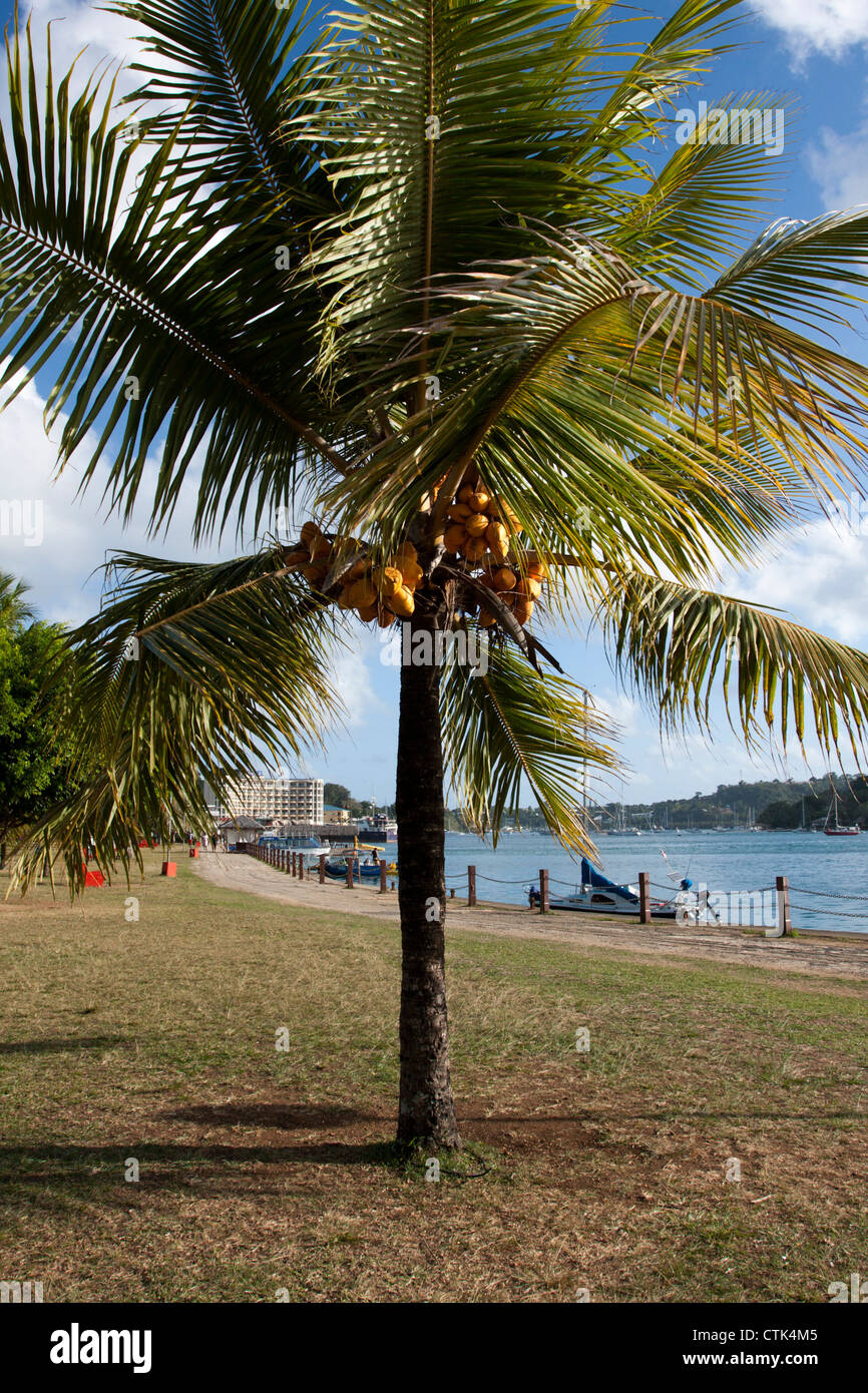 People tree vanuatu hi-res stock photography and images - Alamy