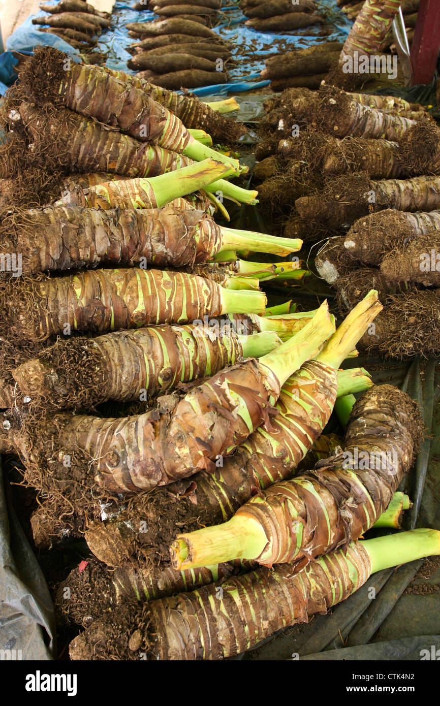 Tonga islanders hi-res stock photography and images - Alamy