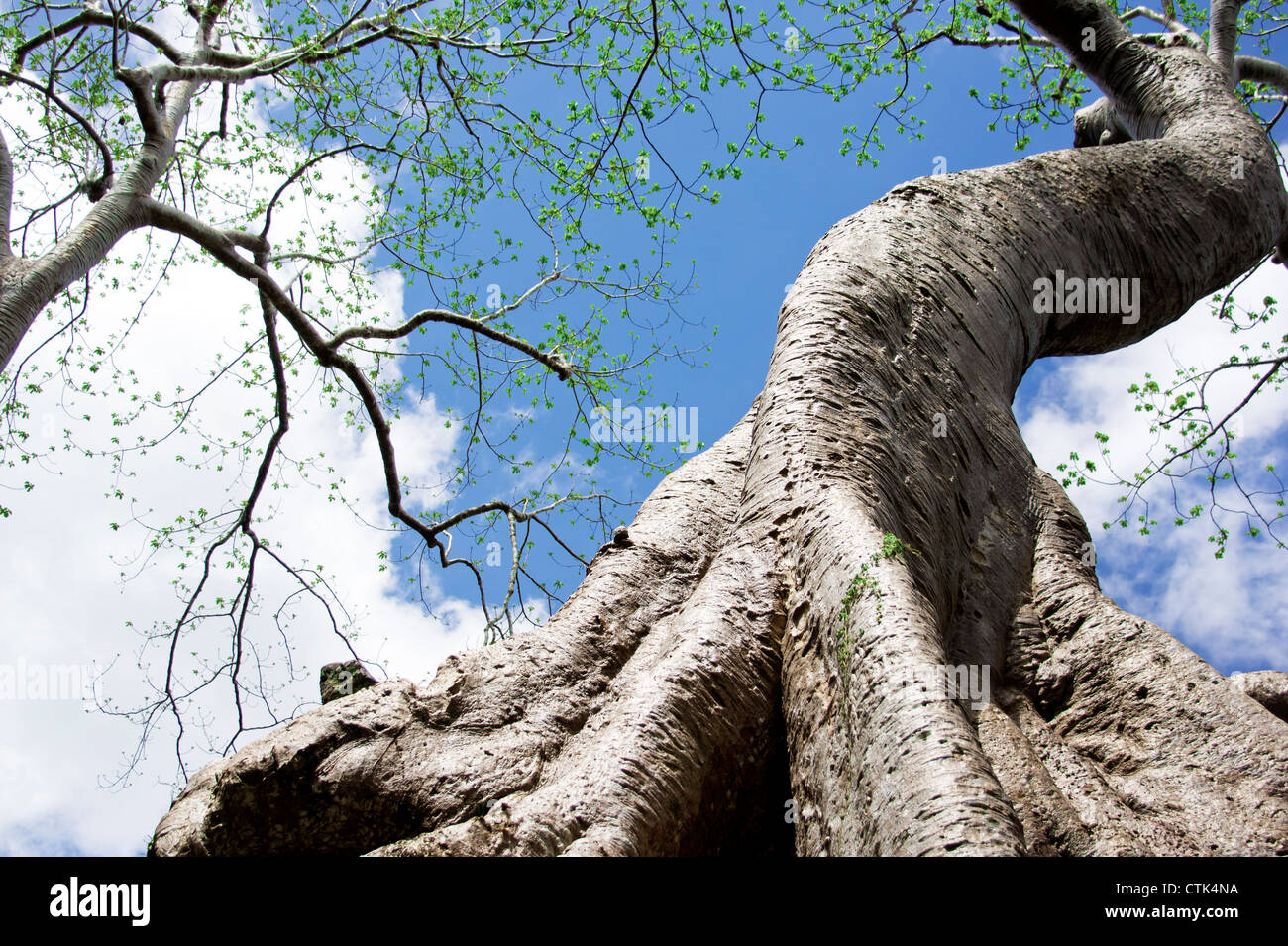 Giant cotton tree hi-res stock photography and images - Alamy