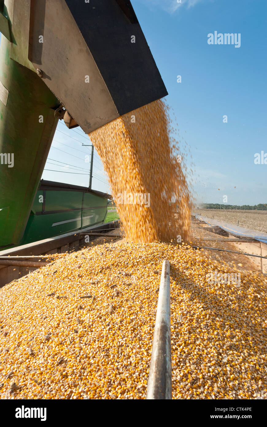 Corn being harvested and ready for transport Stock Photo - Alamy