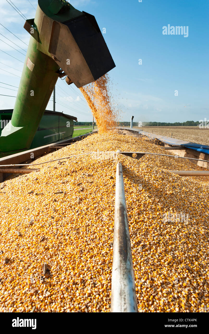 Corn being harvested and ready for transport Stock Photo - Alamy