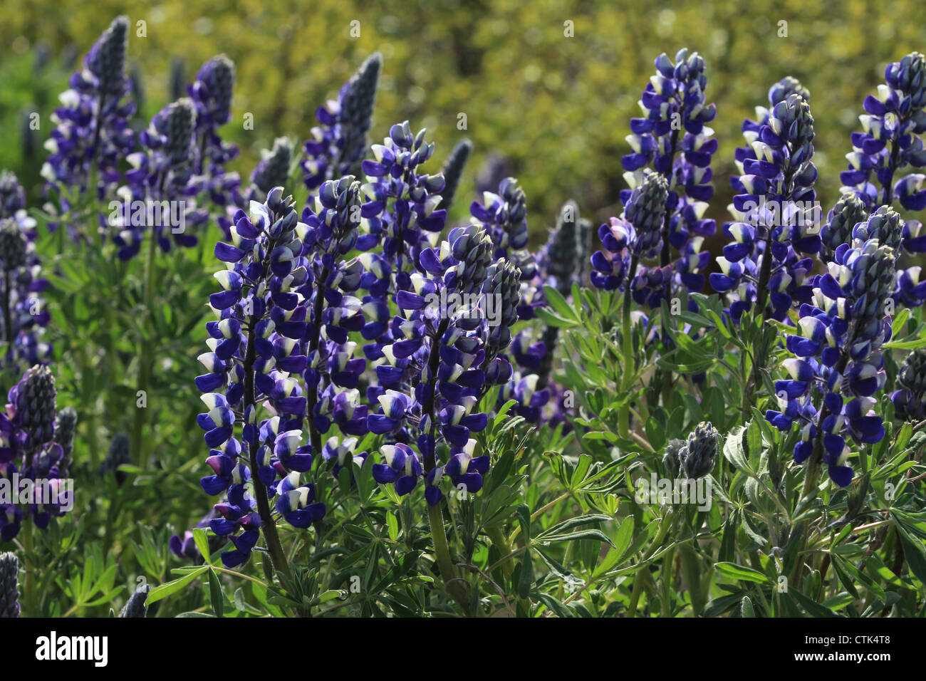 Nootka lupin flowers (Lupinus nootkatensis Stock Photo - Alamy