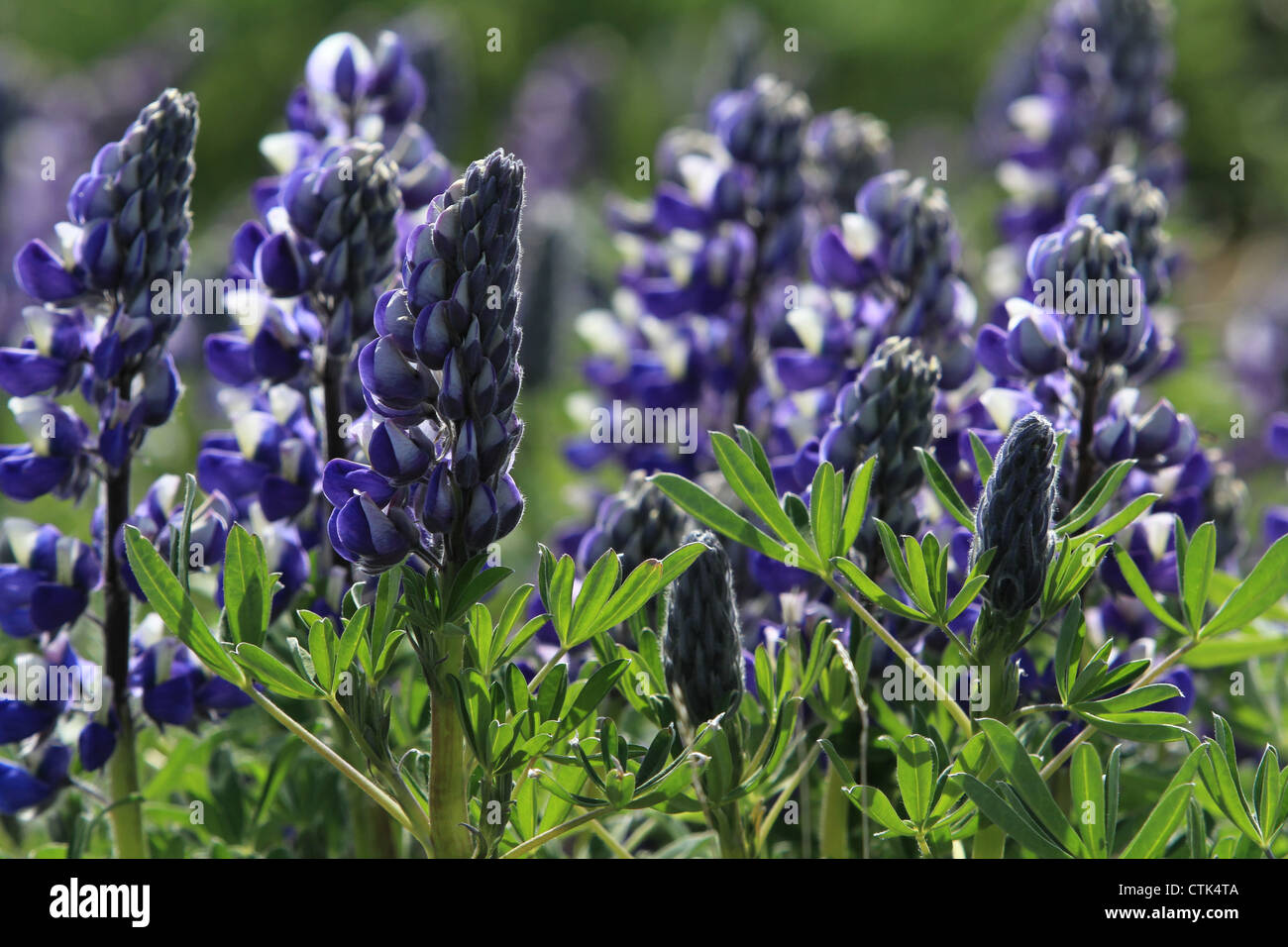 Nootka lupin flowers (Lupinus nootkatensis Stock Photo - Alamy
