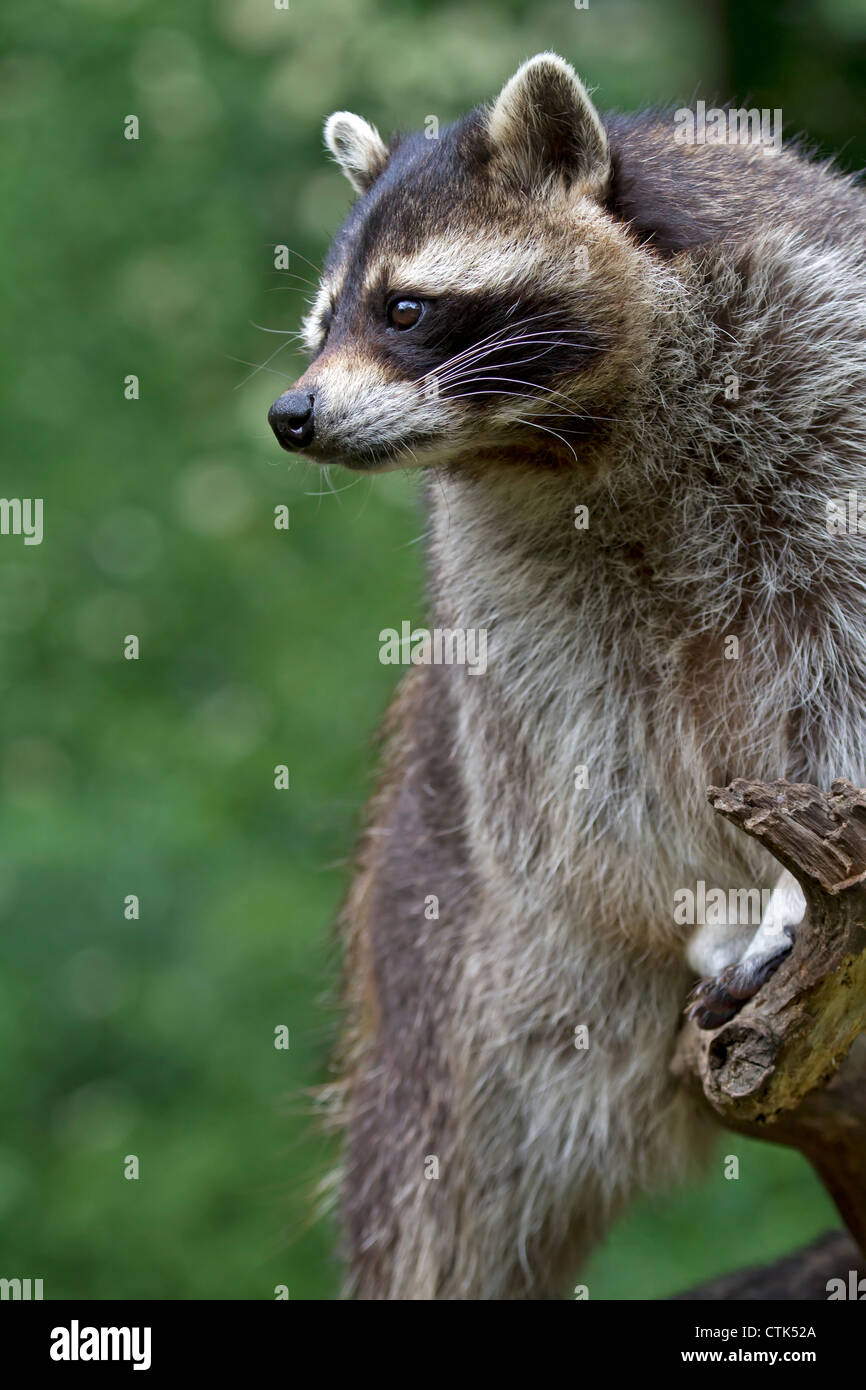 Raccoon / Procyon lotor Stock Photo - Alamy