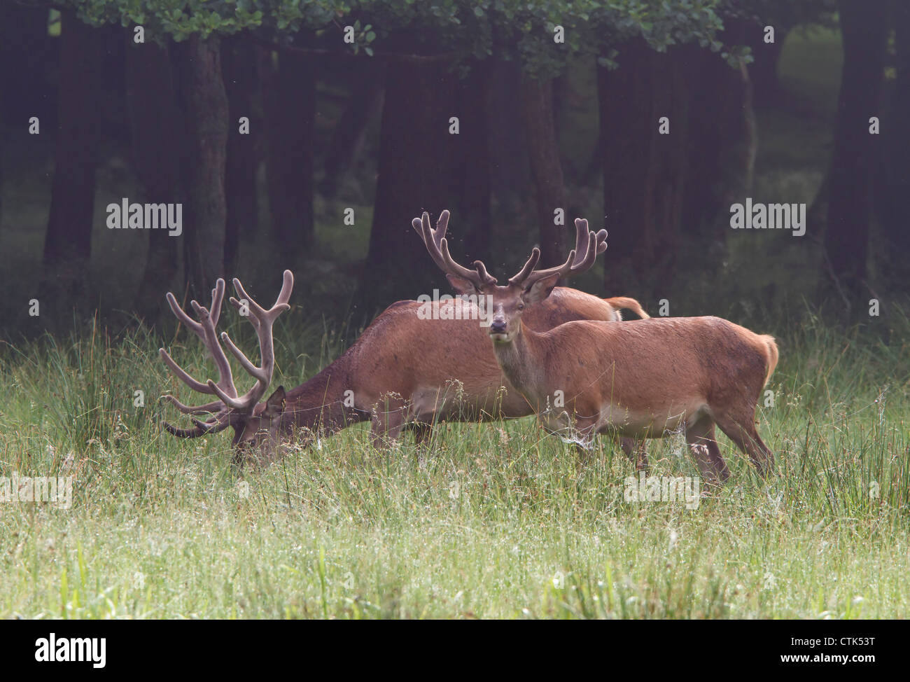 Red deer / Cervus elaphus Stock Photo - Alamy