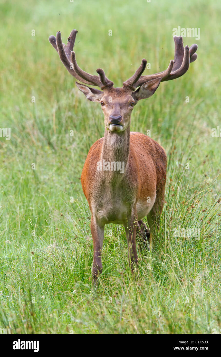 Autumnpaeisch hi-res stock photography and images - Alamy