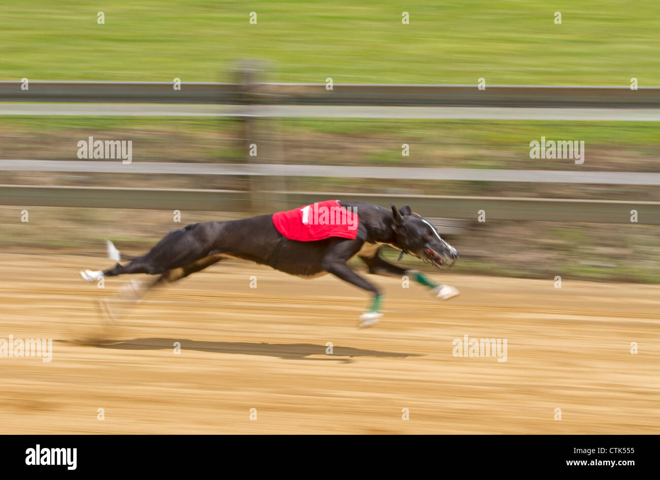 Greyhound race hi-res stock photography and images - Alamy
