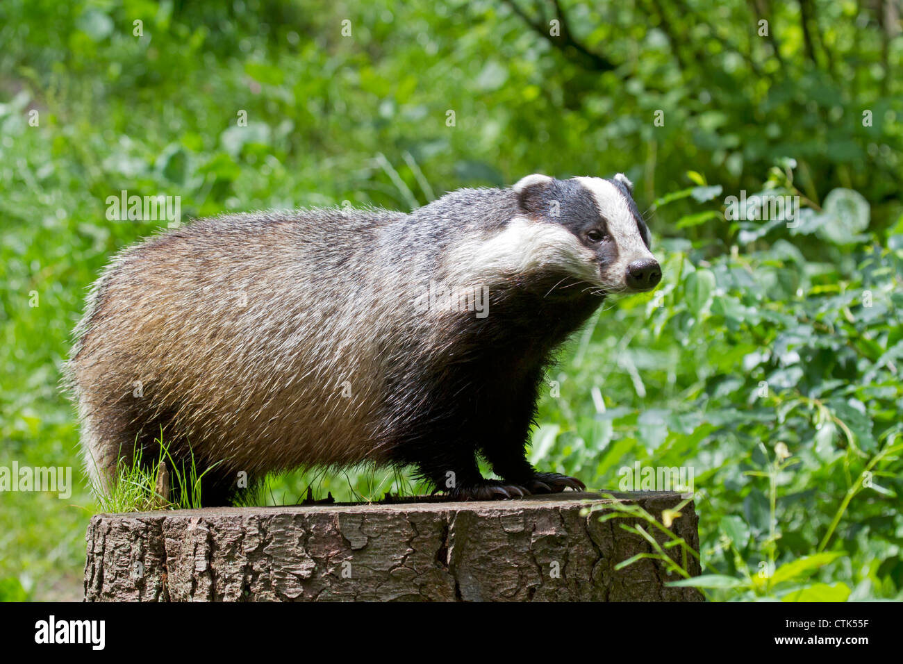 European badger (Meles meles Stock Photo - Alamy